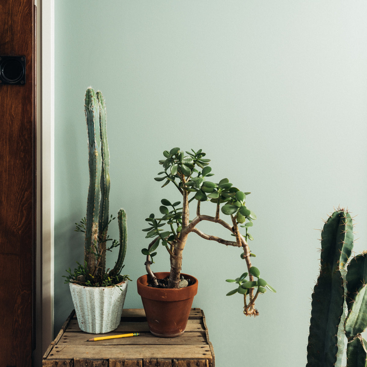 Dried Alfalfa (Schoolhouse Collection) – Up Paint